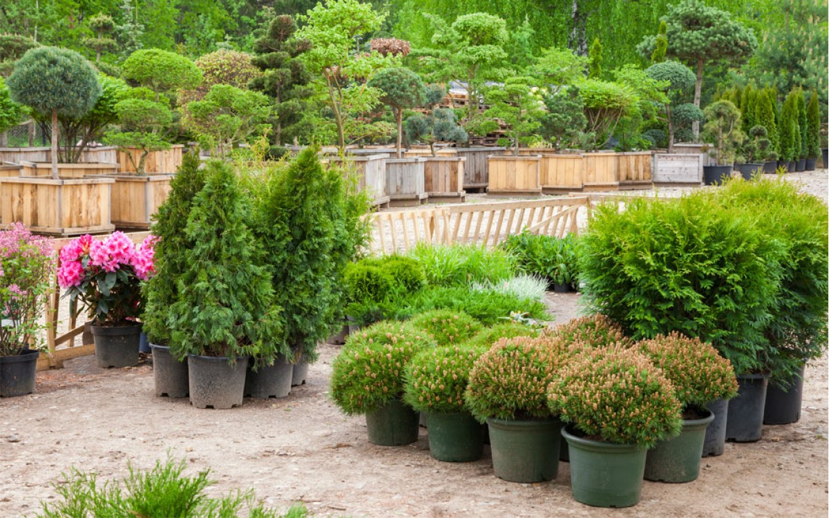 Comprar Plantas de Interior Comprar Plantas de Interior