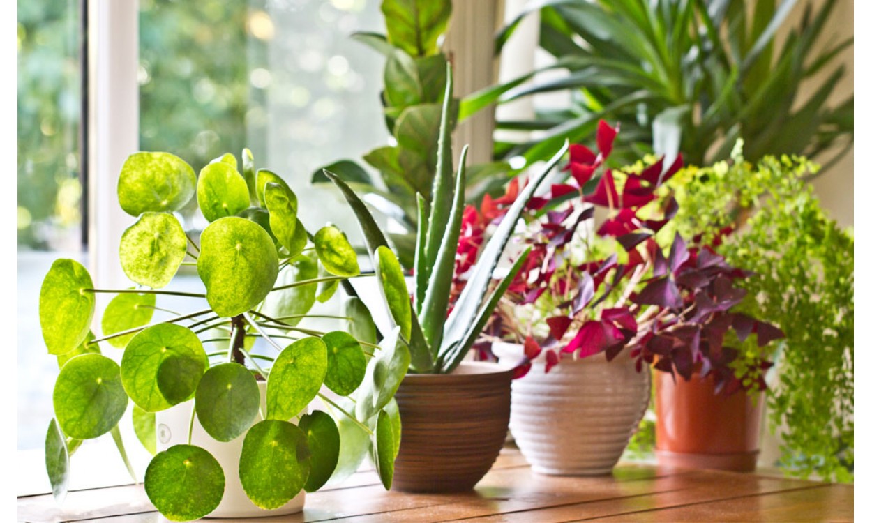 Comprar Plantas de Interior Comprar Plantas de Interior
