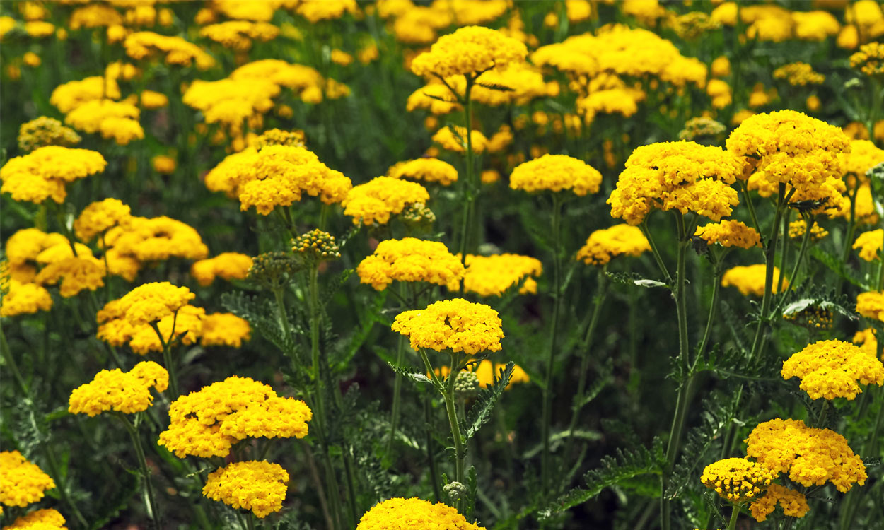 Achillea filipendulina Lam. también conocida como Aquilea amarilla ...