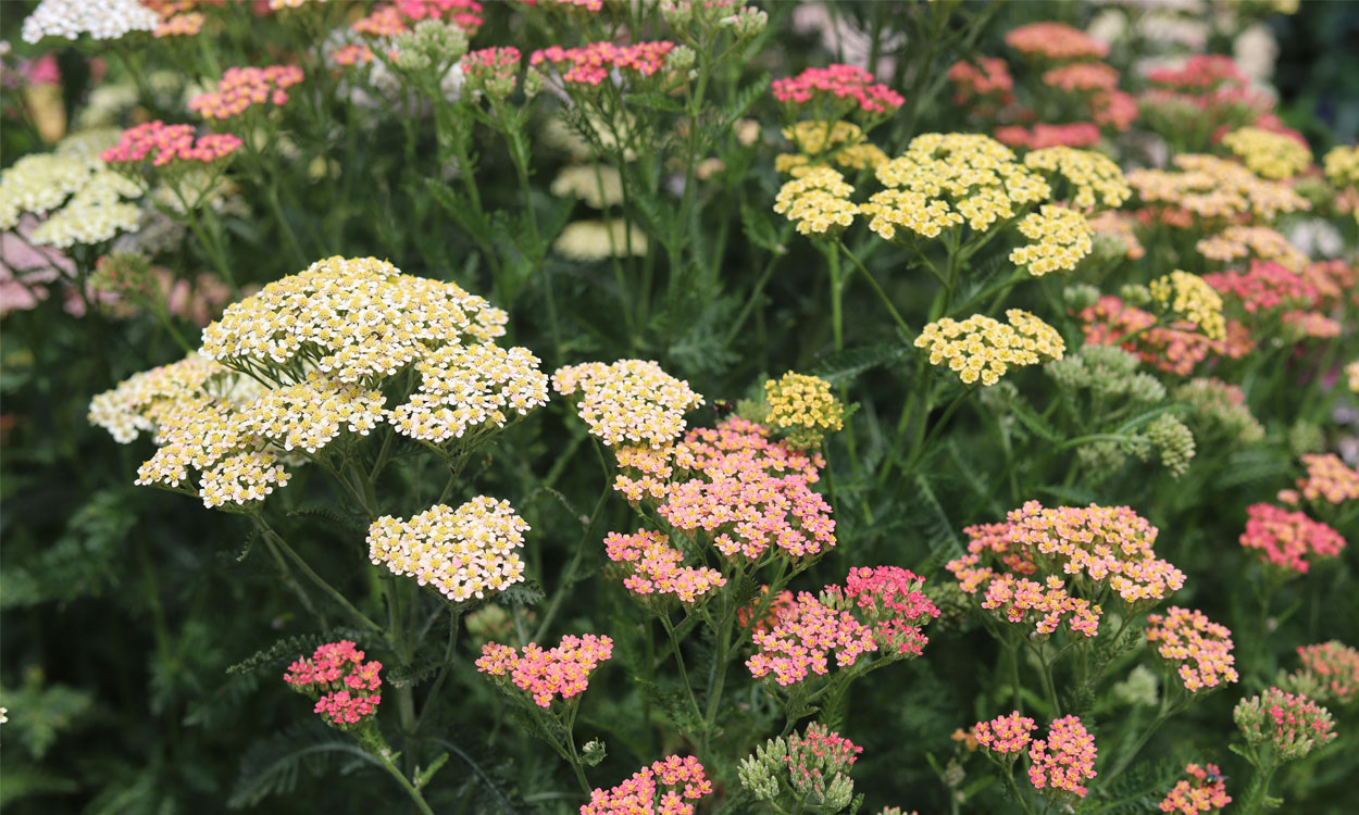 Achillea millefolium L. es también conocida como Navadni rman ...