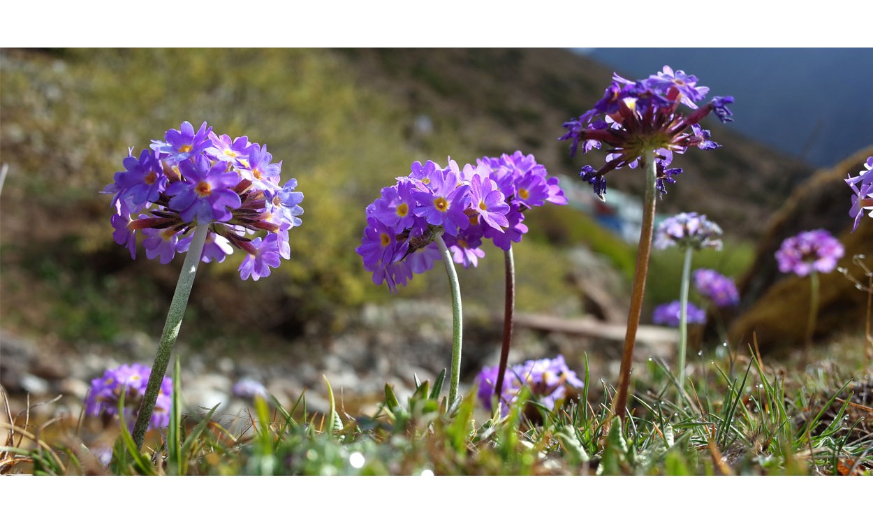 Prímula, la flor ideal para darle colorido a su jardín