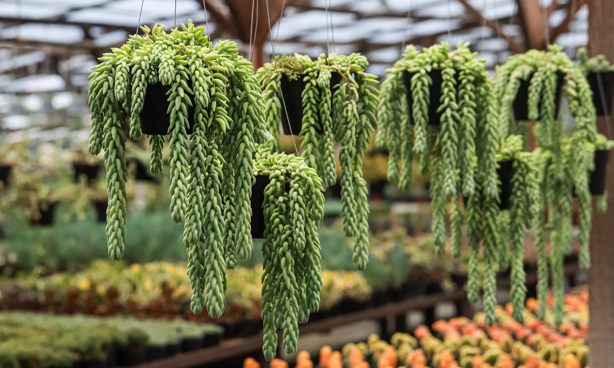 10 plantas colgantes de exterior que prosperarán todo el año