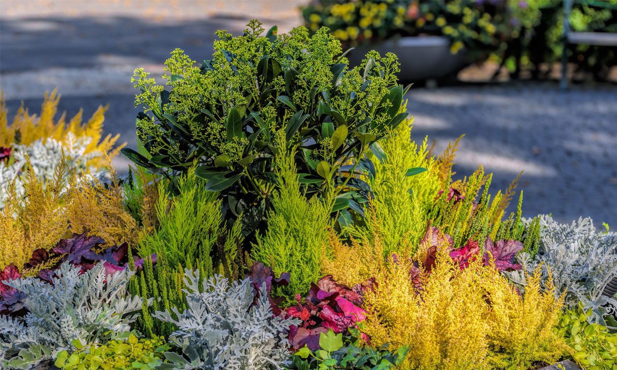 8 plantas que llenarán tu jardín de color otoñal y hermosas formas