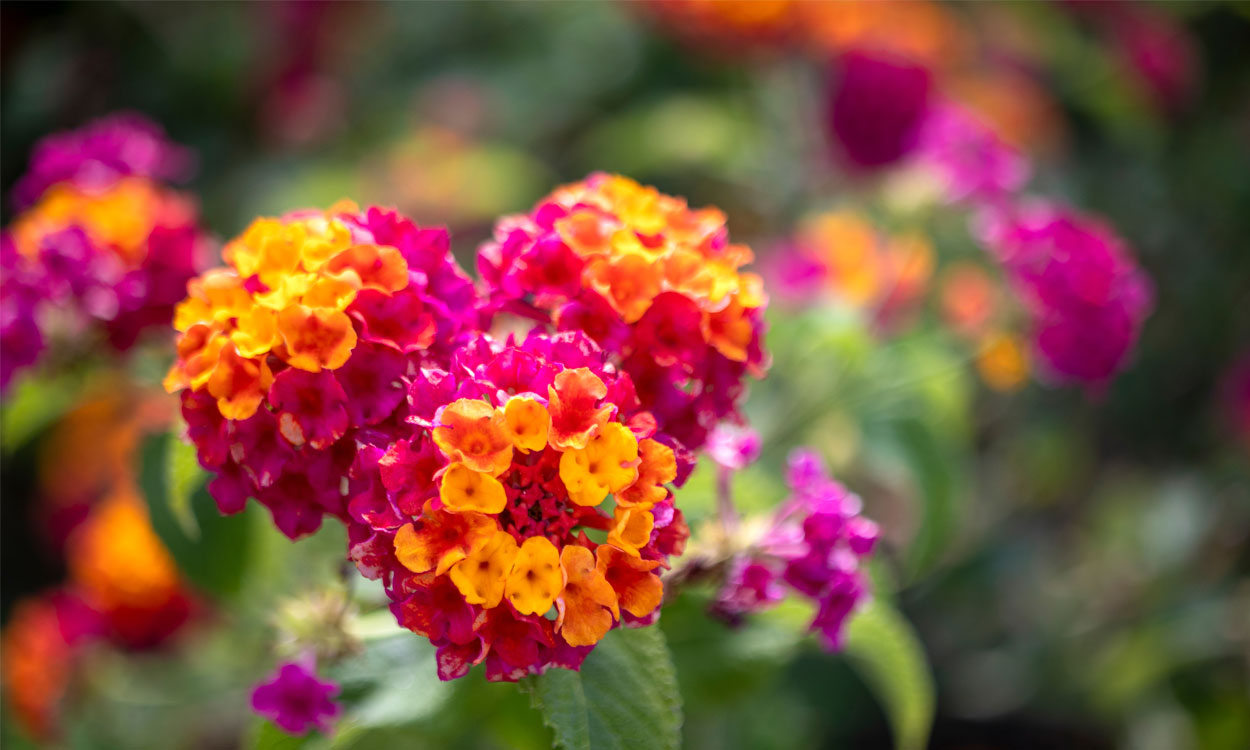 Lantana es un arbusto que tiene hermosas flores que duran desde la ...