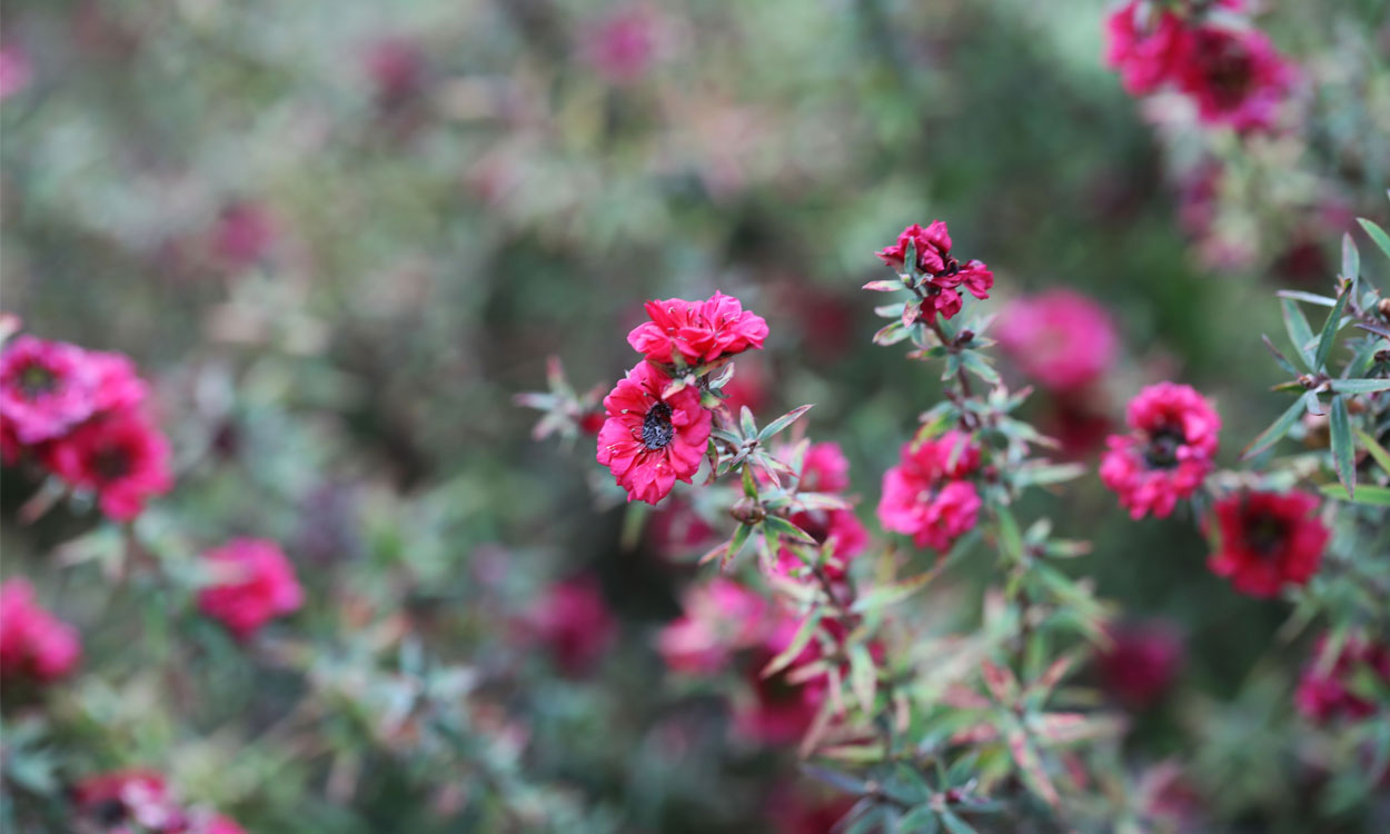 Leptospermum es un hermoso arbusto que es fácil de cultivar y tiene ...
