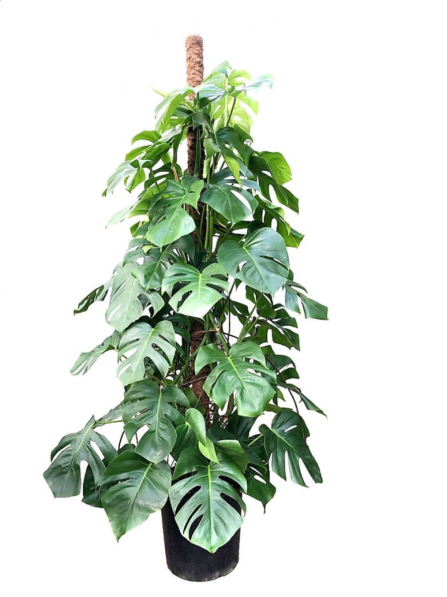 Compra online un monstera en maceta decorativa