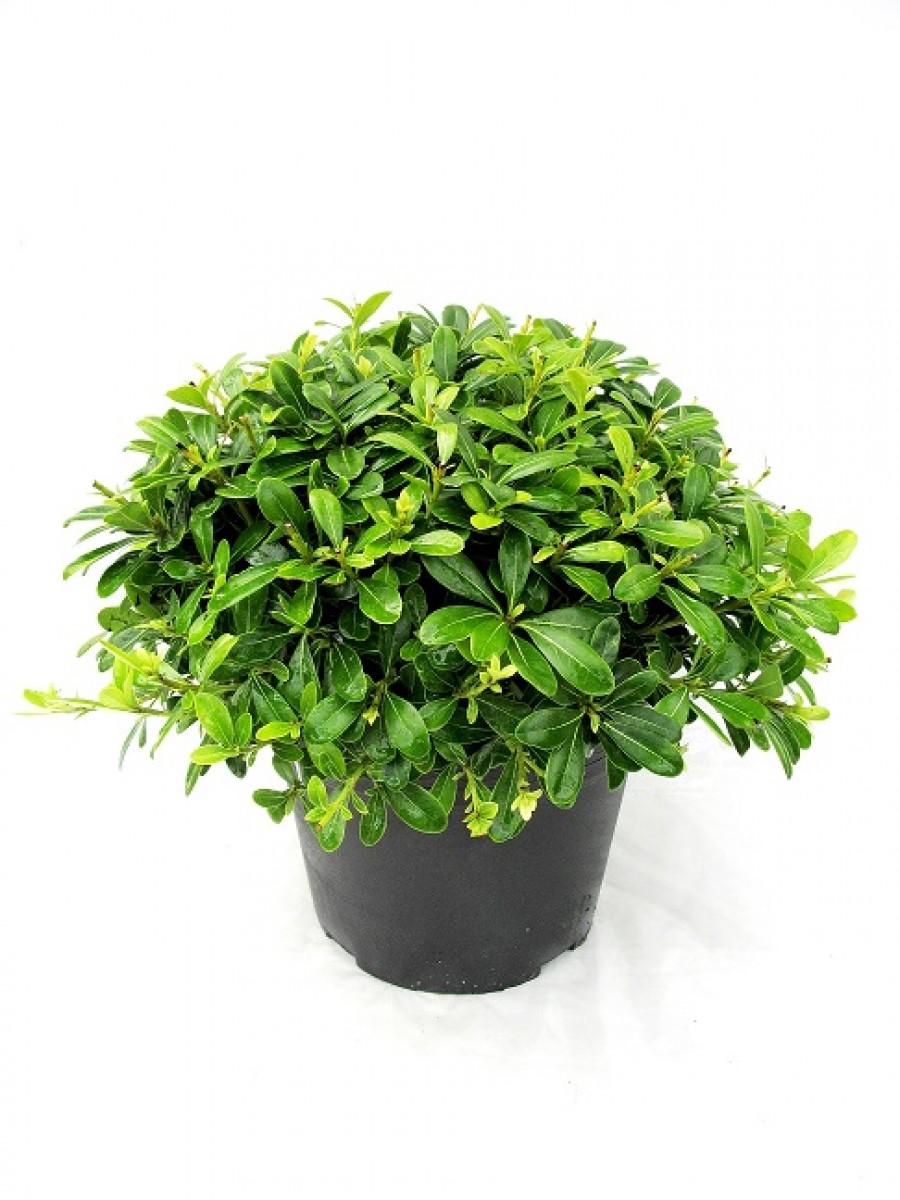 pittosporum